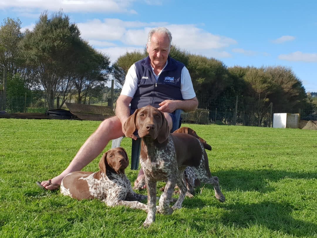 German Shorthaired Pointers - Hunting Game Dogs New Zealand